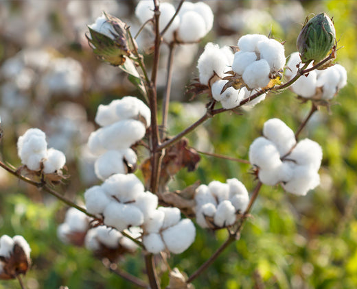 All-natural fibers at the heart of our approach – Textilium